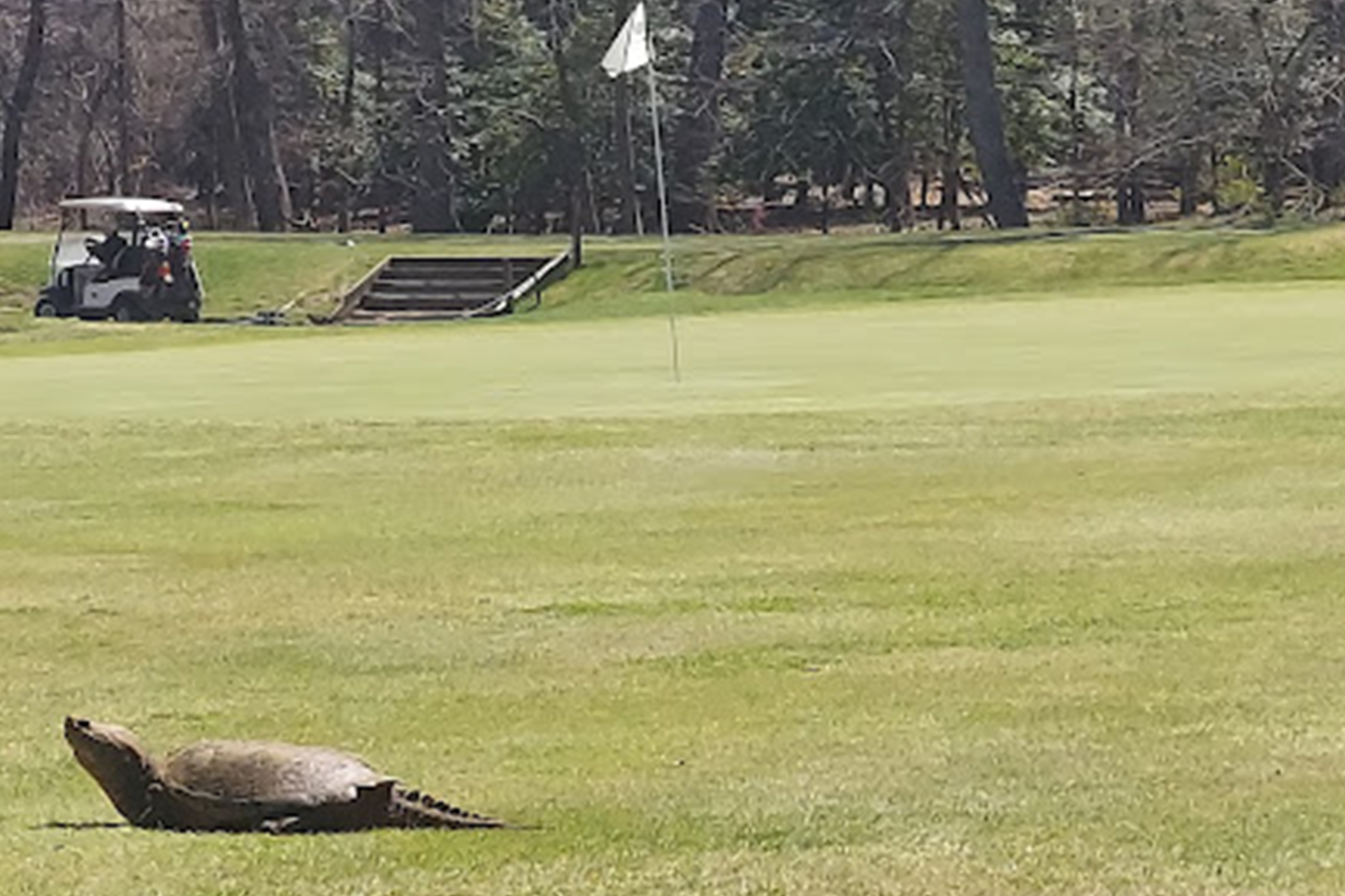 Home - Spring Meadow Golf Club